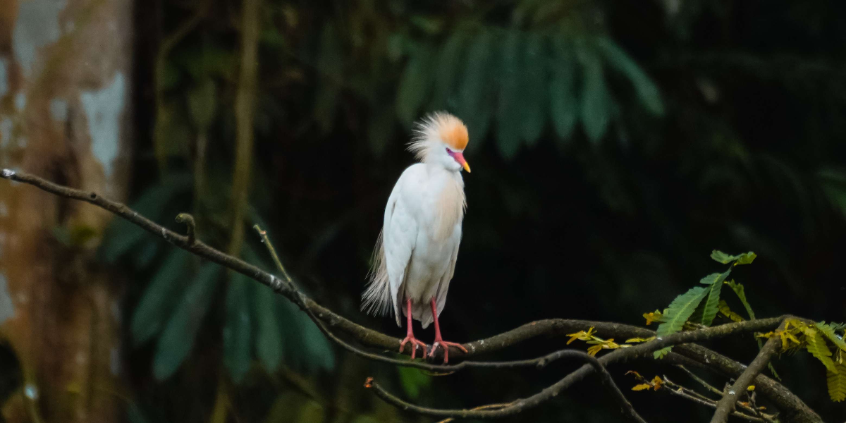 6-Day Amazon Birdwatching and Photography Tour | Discover Ecuador’s ...