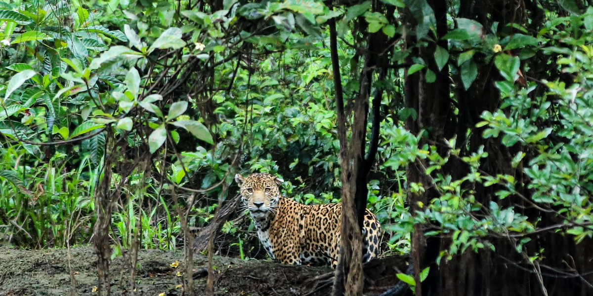 Amazon Jungle Tours - Explore the Heart of the Ecuador Rainforest