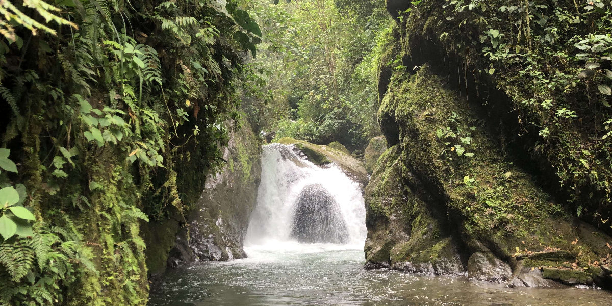 Mindo Cloud Forest Day Tour | Discover Ecuador's Natural Beauty