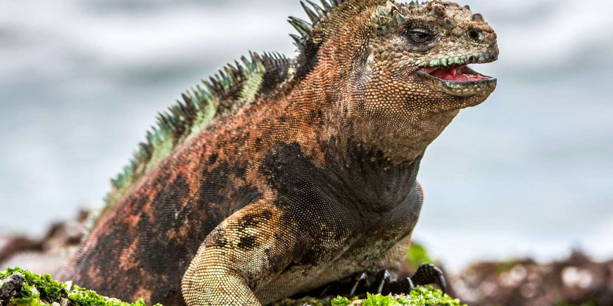 Curious about which Animals you can see in Ecuador?